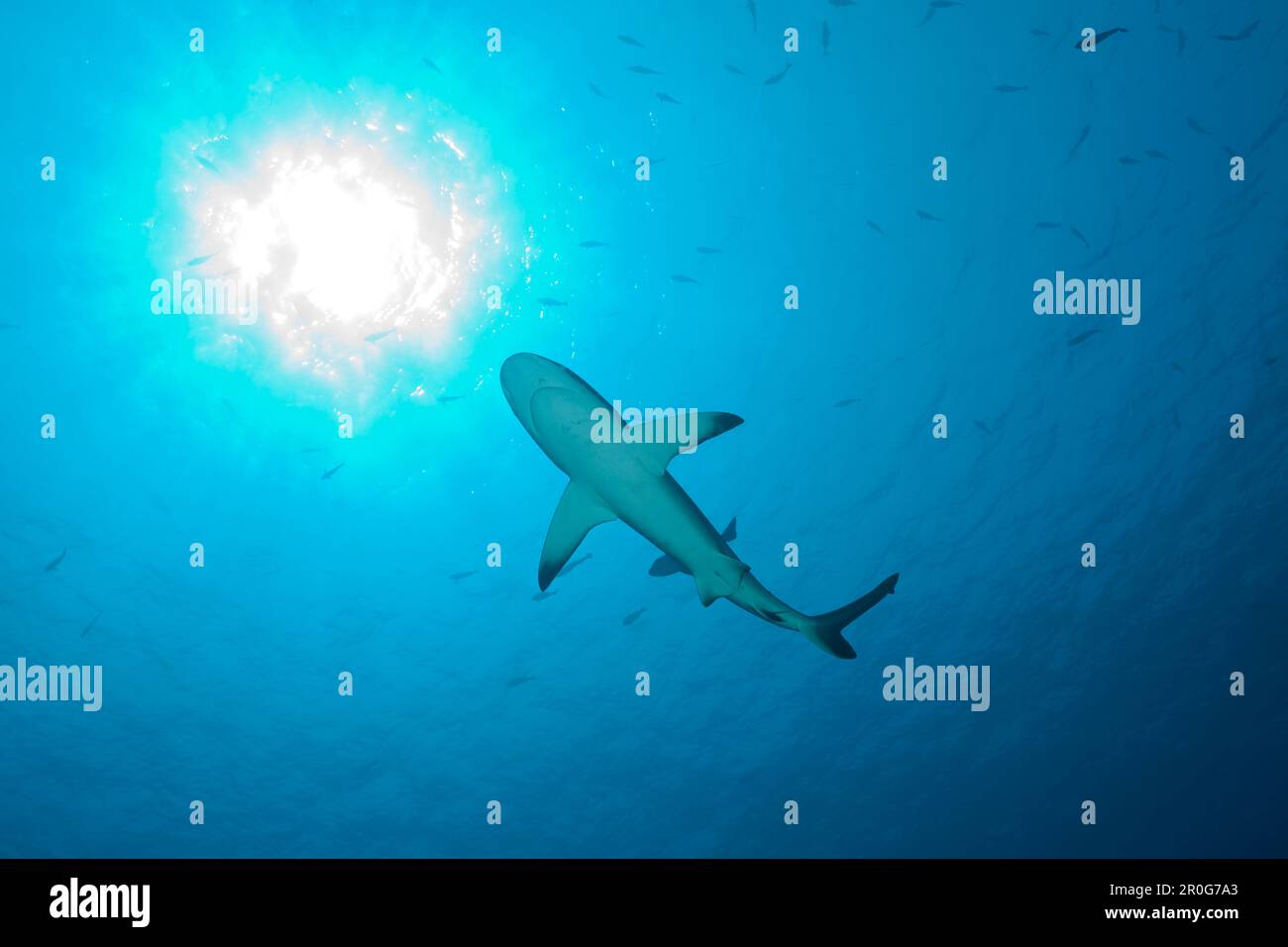 Grey Reef Shark, Carcharhinus amblyrhynchos, Blue Corner, Micronesia ...