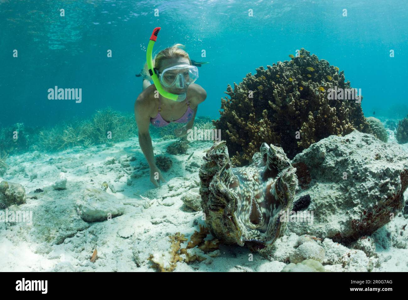 Giant Clam and Diver, Tridacna Squamosa, Micronesia, Palau Stock Photo ...