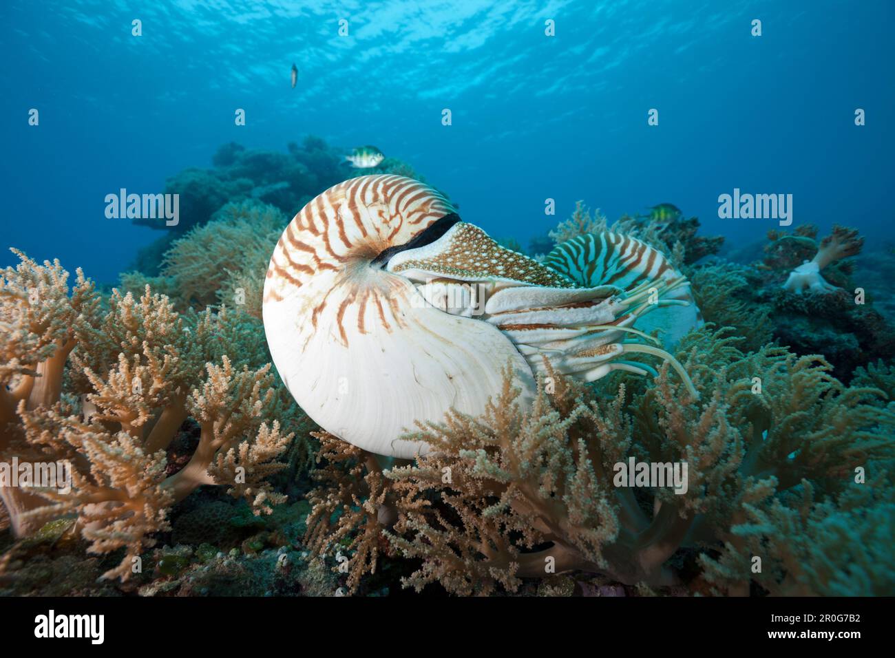 Chambered Nautilus, Nautilus belauensis, Micronesia, Palau Stock Photo ...