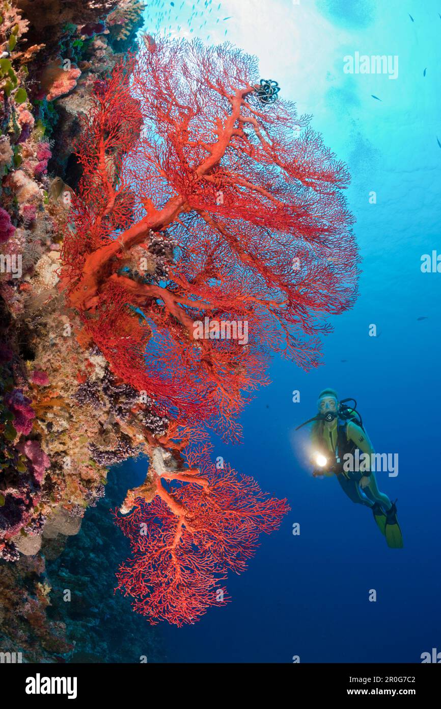 Diver by submerged wall hi-res stock photography and images - Alamy