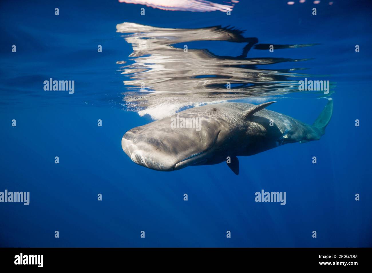 Sperm Whale, Physeter catodon, Lesser Antilles, Caribbean, Dominica ...