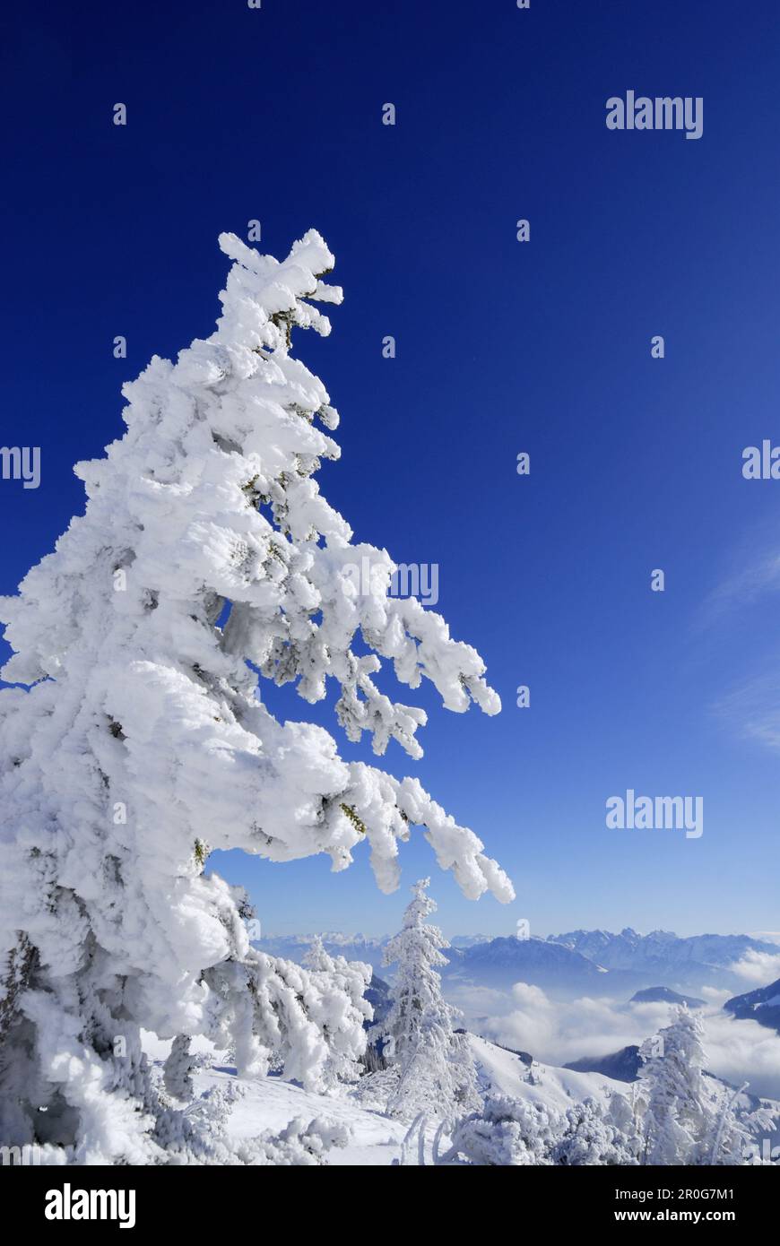 Snow-covered conifer, Kaiser range in background, Upper Bavaria ...
