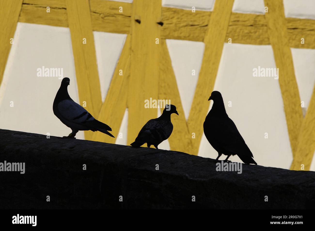 Three doves in front of a half-timbered house, Bamberg, Upper Franconia ...