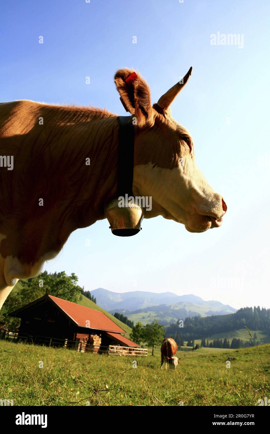 Cow with bell in front of landscape with alpine hut, Arzmoos, Sudelfeld ...