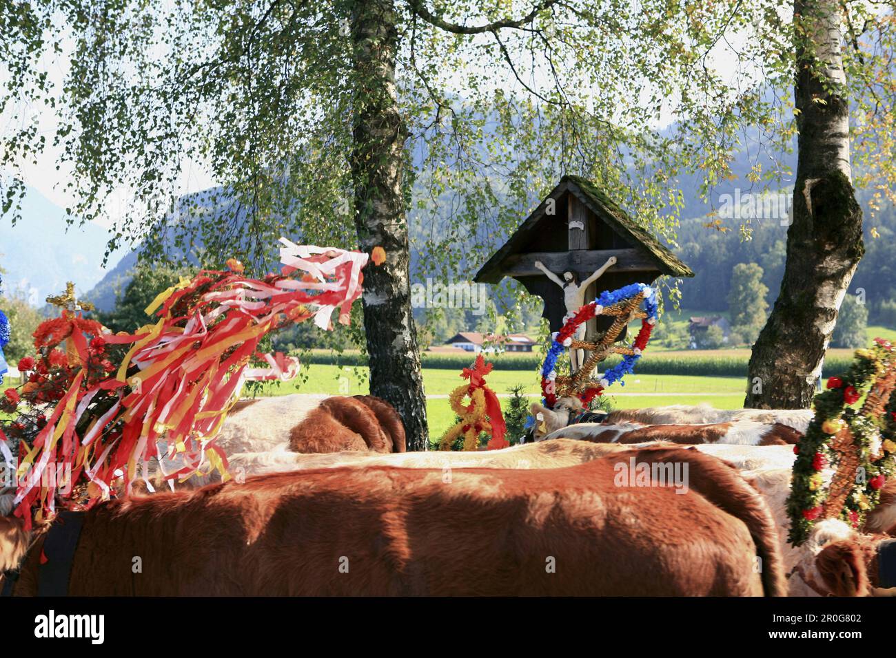 Decorated cows passing by, Almabtrieb, cattle drive from mountain ...