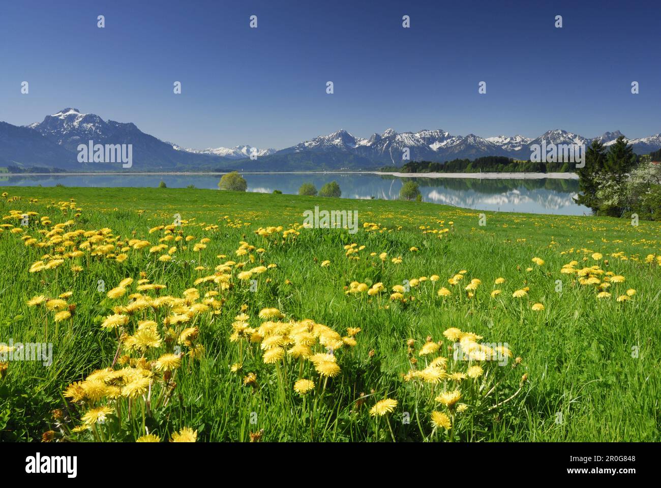 Meadow with dandelion, lake Forggensee in background, Tannheim range ...