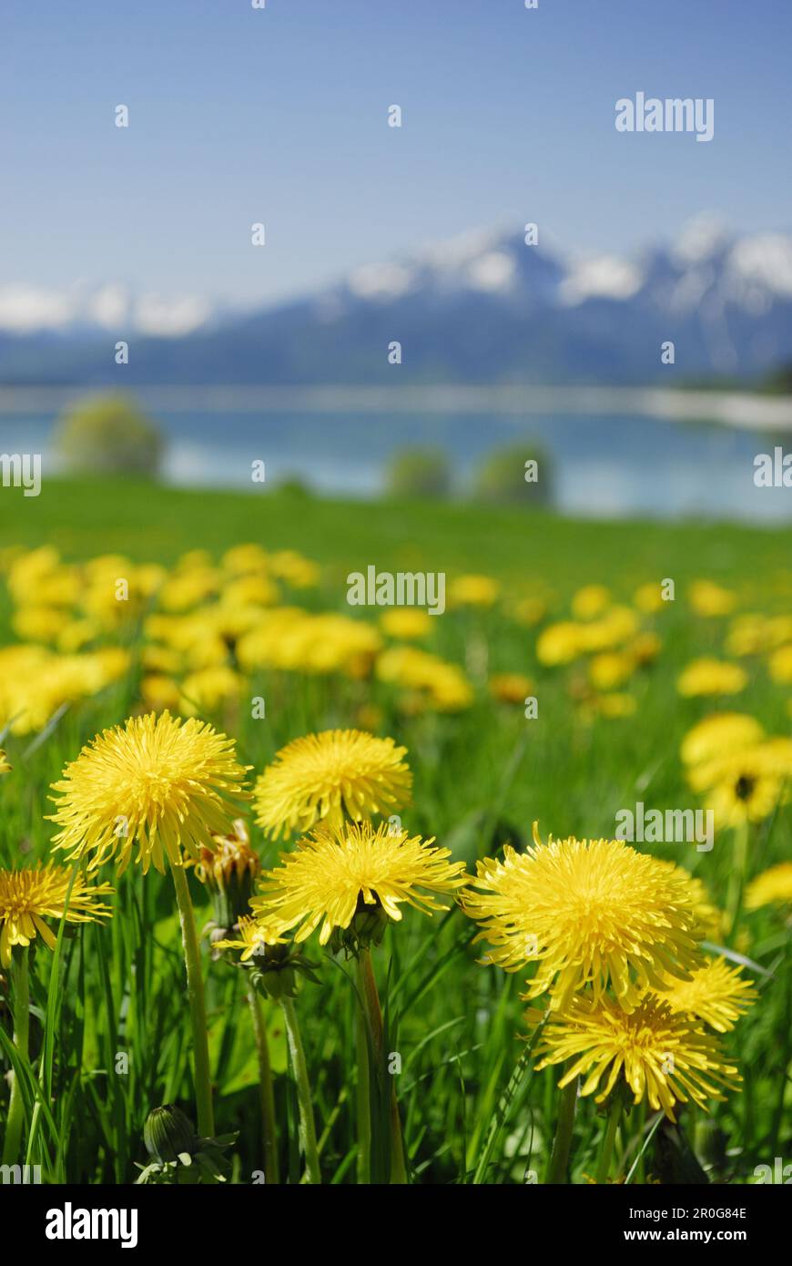 Meadow with dandelion, lake Forggensee in background, Allgaeu, Bavaria ...
