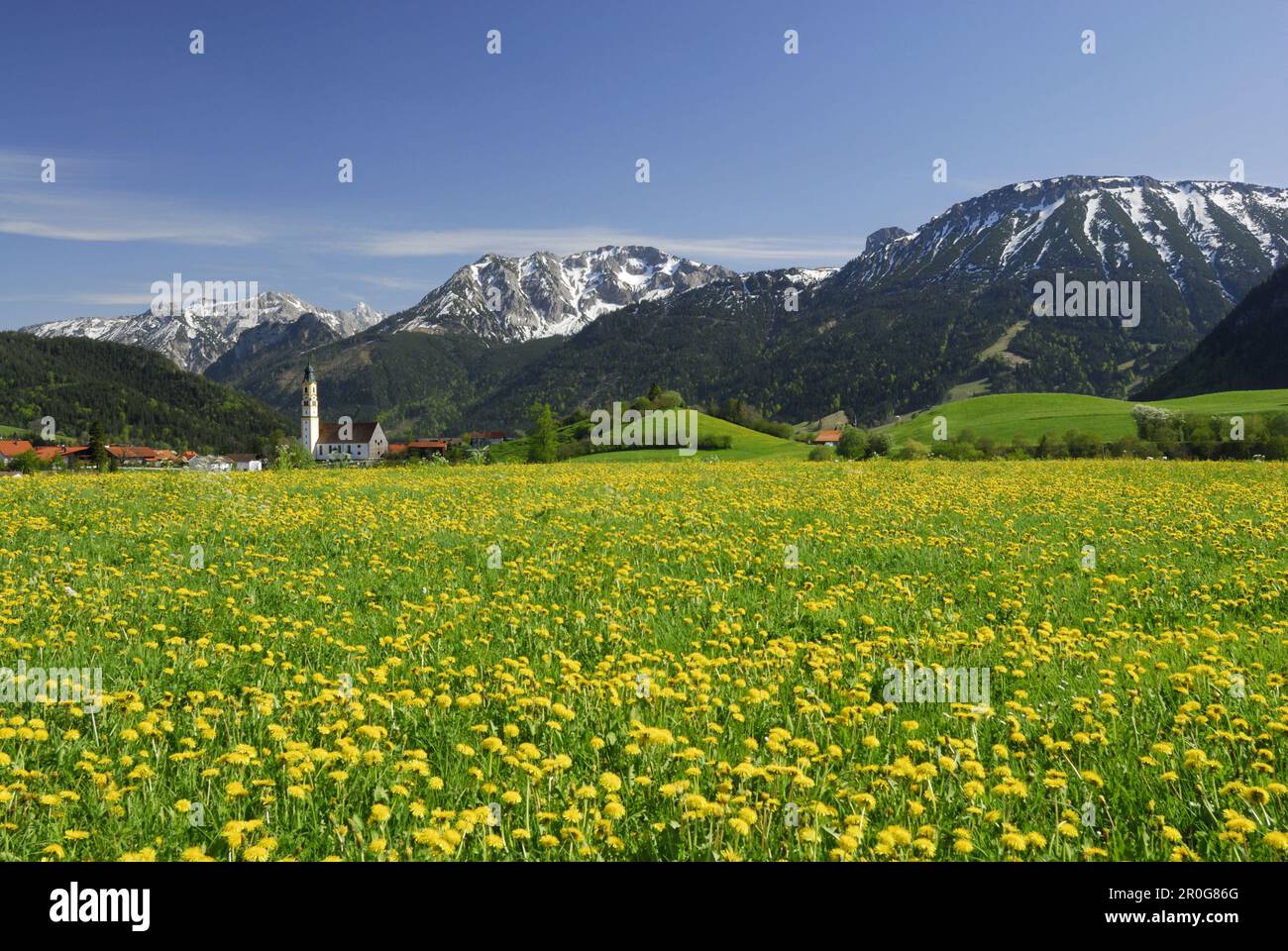 View over meadow with dandelion to Pfronten, Allgaeu, Bavaria, Germany ...