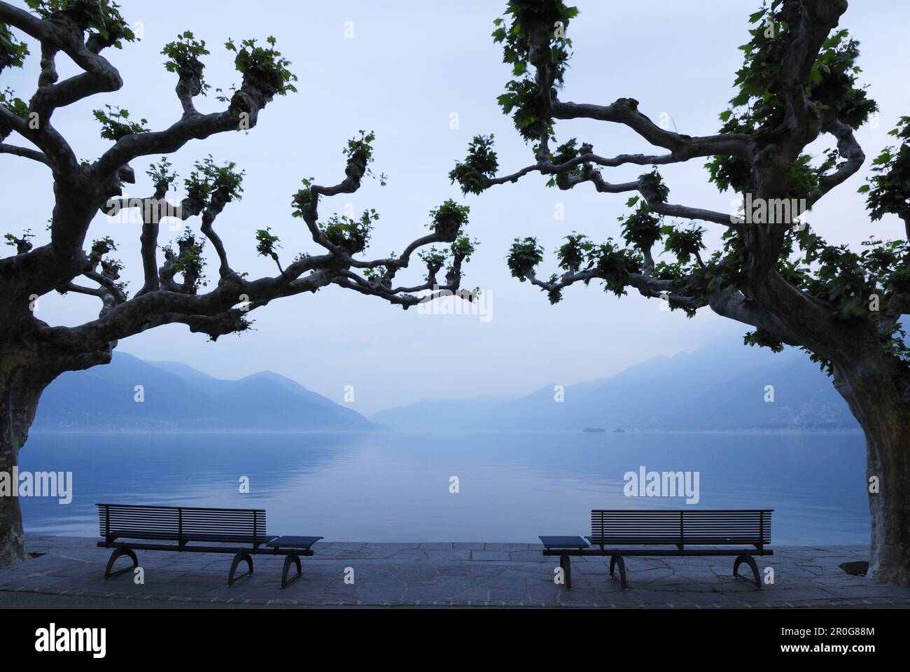 Two benches under big sycamore trees with view to lake Maggiore, Ascona ...