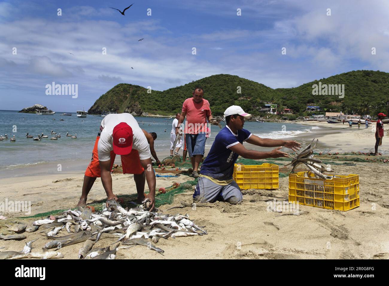 Fishermen sorting fishes, Playa Guayacan, Isla Margarita, Nueva Esparta ...