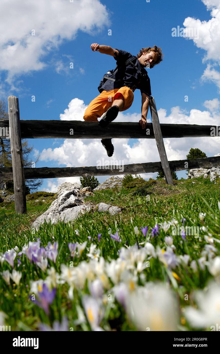 Young man jumping over a fence, Dolomites, South Tyrol, Italy, Europe ...
