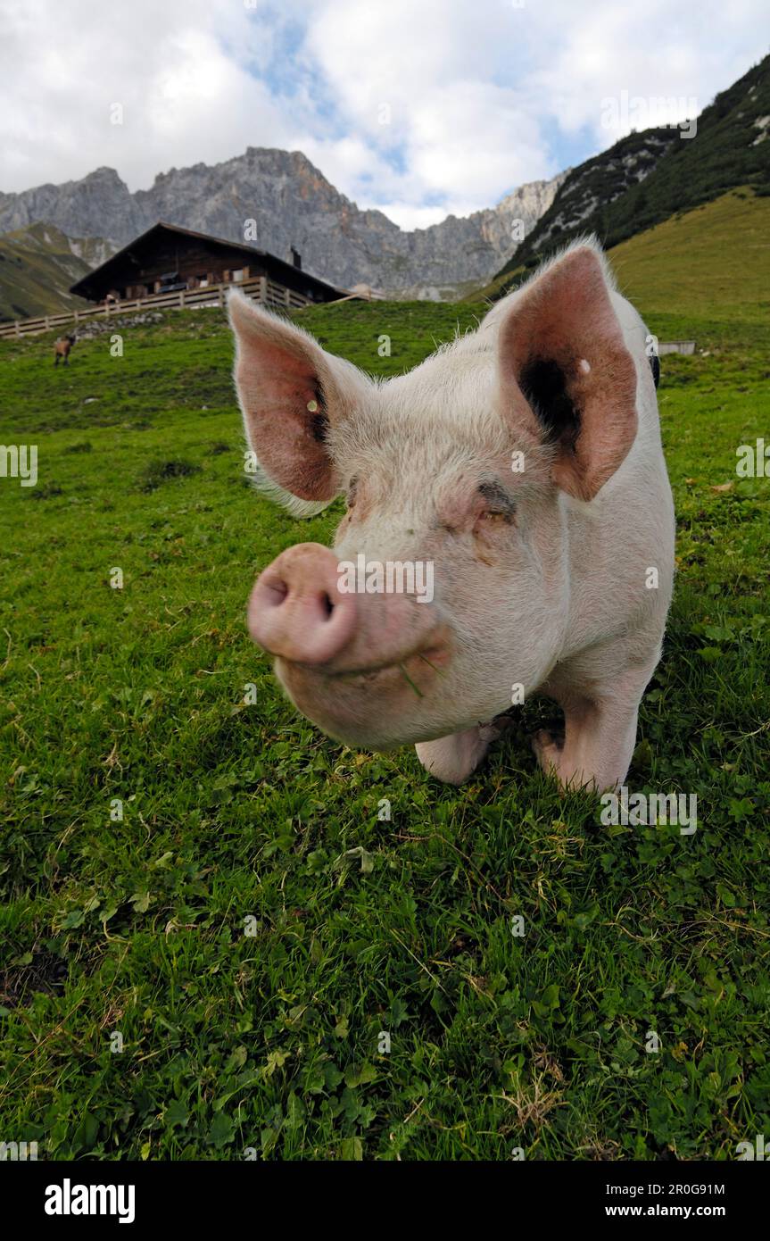 Pig on an alpine meadow, Tyrol, Austria, Europe Stock Photo - Alamy