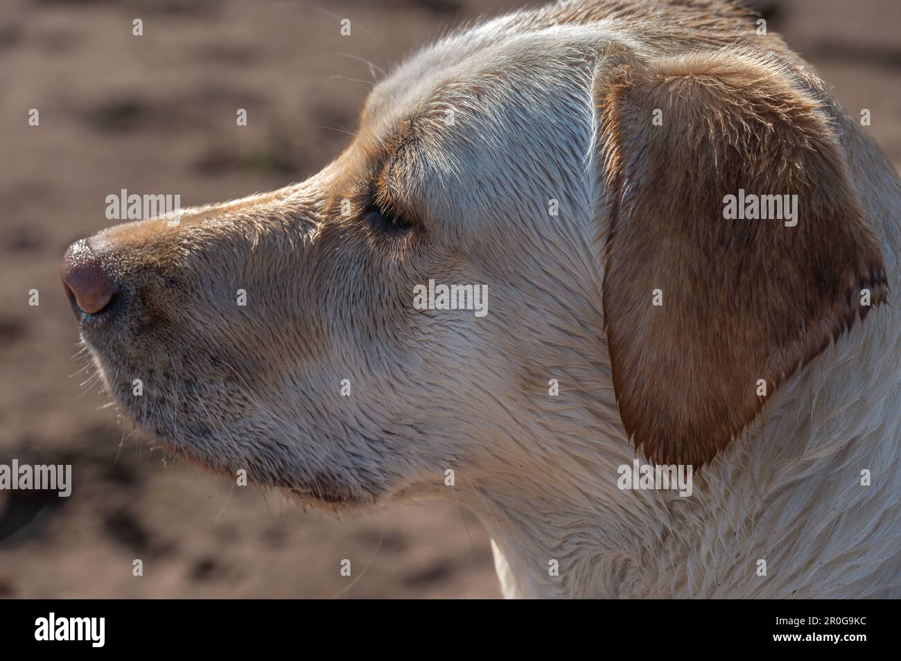 Blond labrador hi-res stock photography and images - Alamy