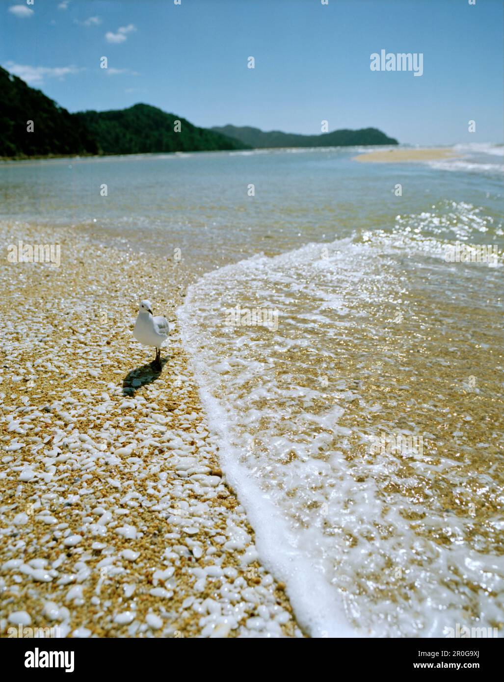 Seagull at the beach at Awaroa Inlet in the sunlight, Abel Tasman ...