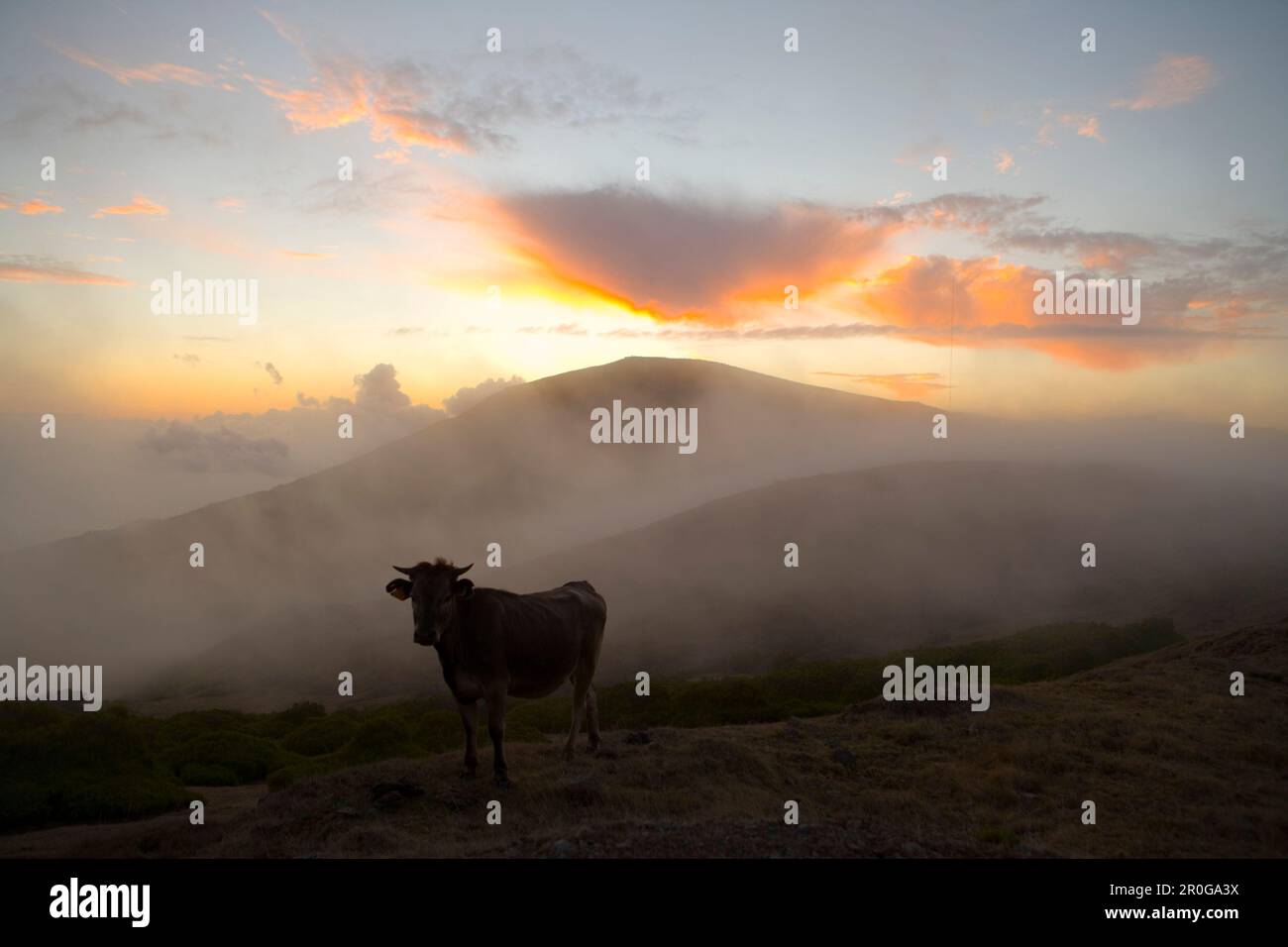 Where's The Beef ?, Cow surrounded by mist at sunset, near Rabacal ...