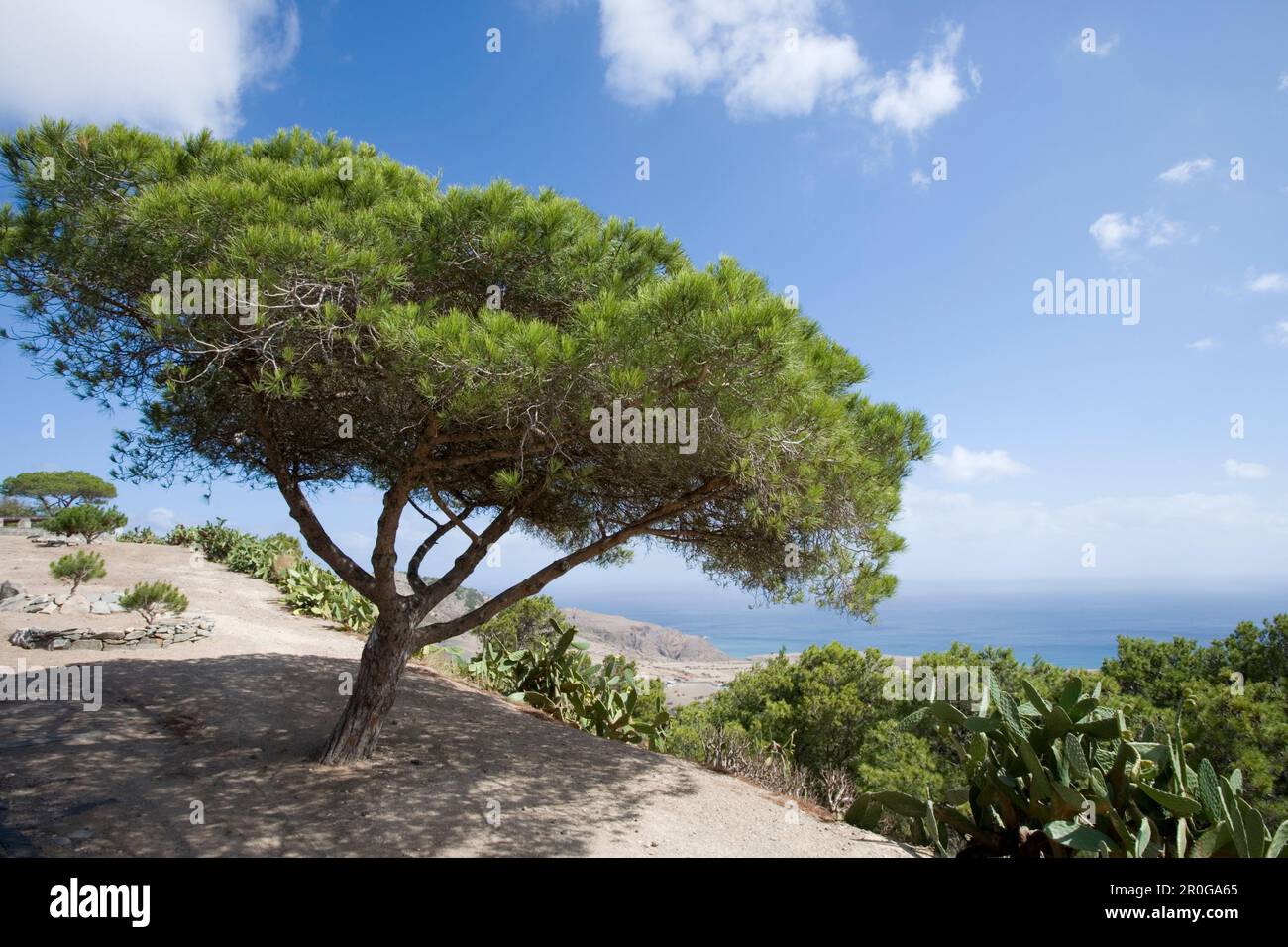 Tree and Opuntia Cacti at Pico de Castelo, Vila Baleira, Porto Santo ...