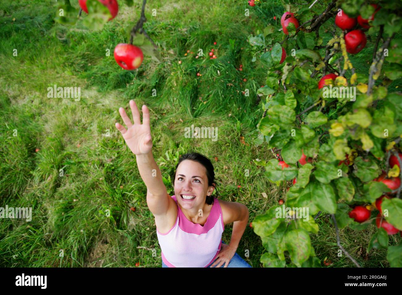 One year old apple trees hi-res stock photography and images - Alamy