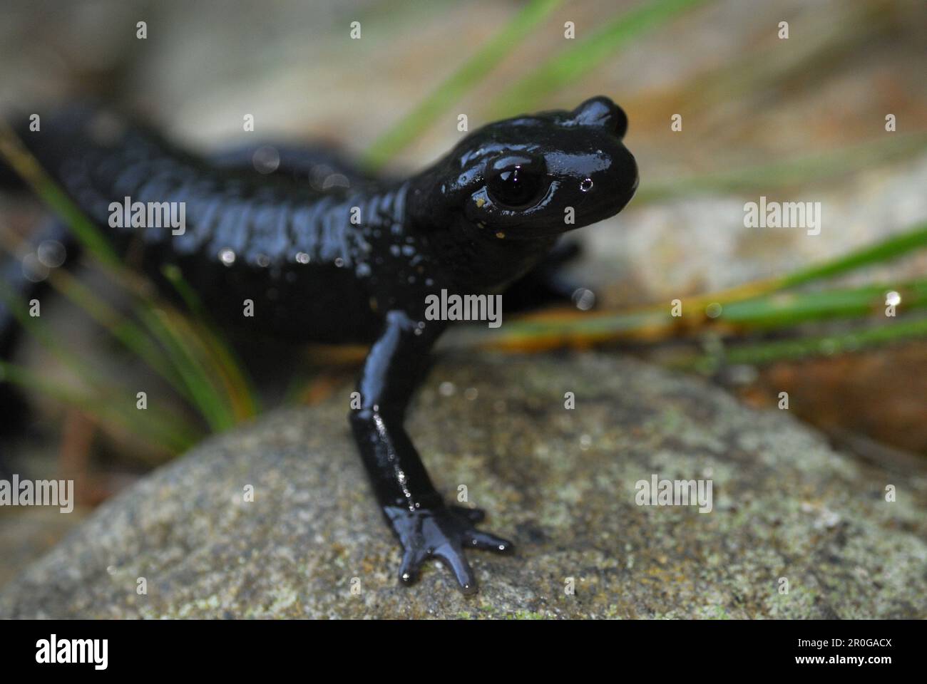 Alpine salamander (Salamandra atra), Stubai, Stubai Alps, Tyrol ...