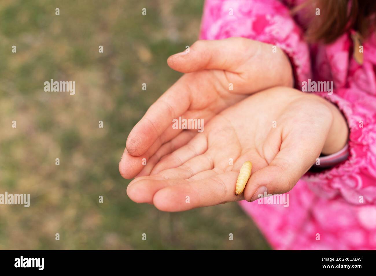 The girl's hands fearlessly hold a bee larva insect for fishing ...