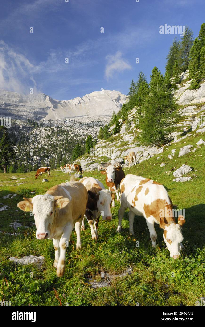 Cattle grazing on alpine pasture, La Varella, Naturpark Fanes-Sennes ...