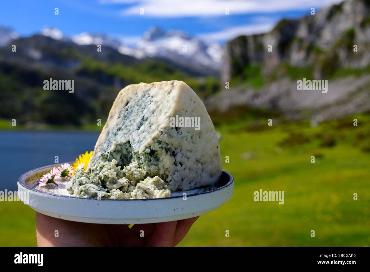 Cabrales, artisan blue cheese made by rural dairy farmers in Asturias ...