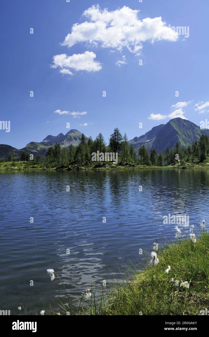 Mountain lake Lago Pozzoi with cotton grass, Ticino range in background ...