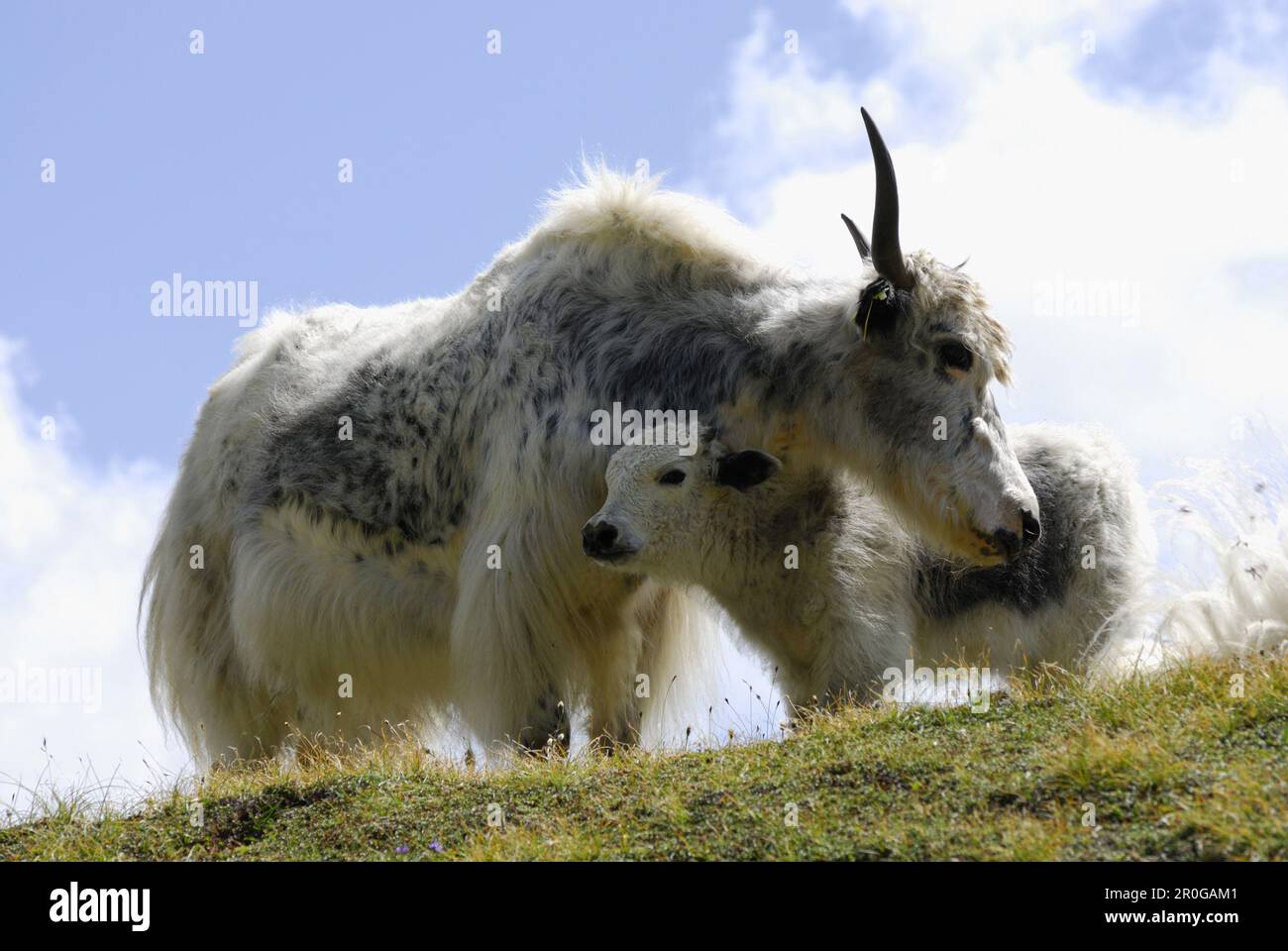 Yak with young animal, Tessin Alps, Canton of Tessin, Switzerland Stock ...