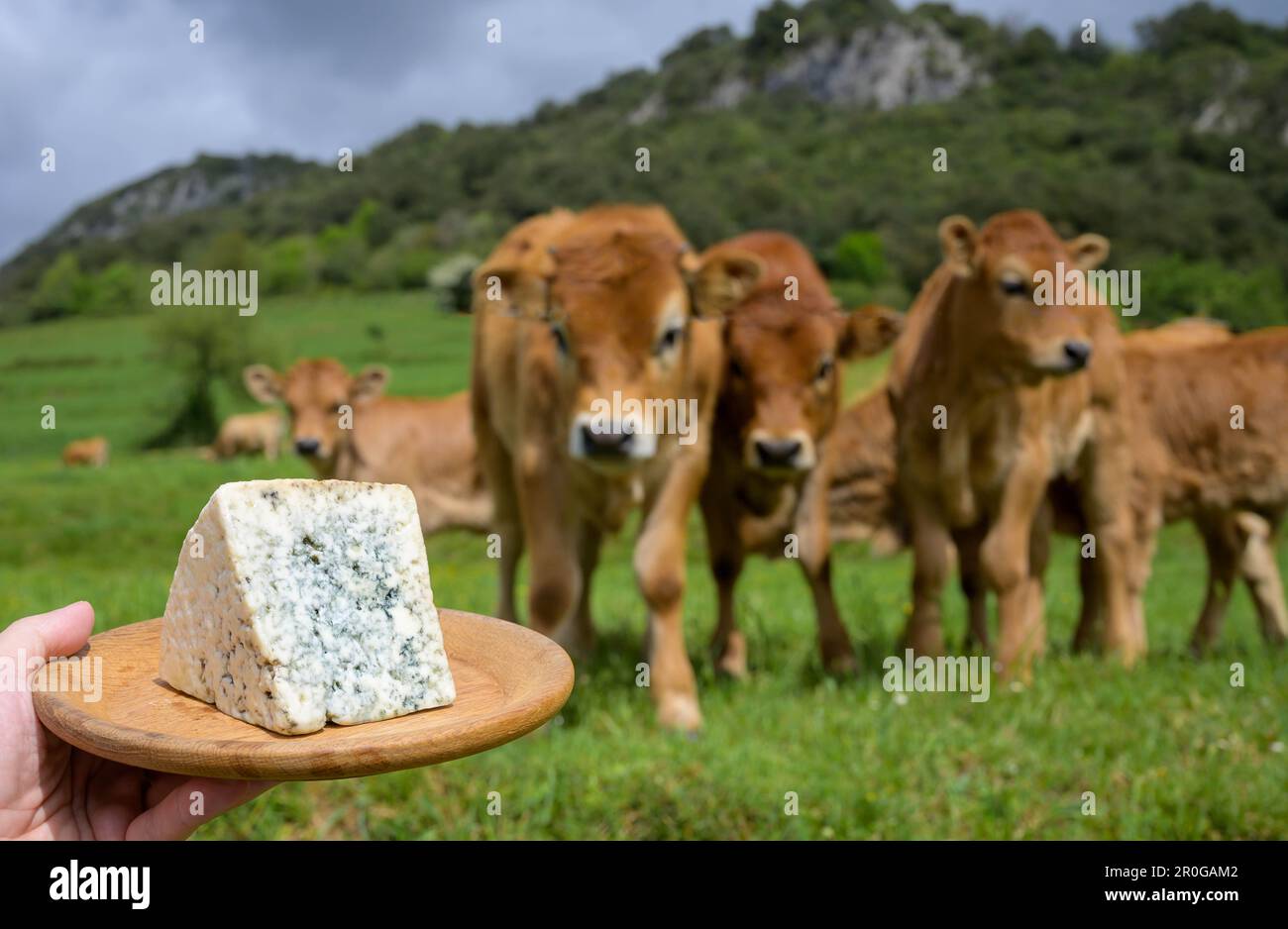 Cabrales, artisan blue cheese made by rural dairy farmers in Asturias ...