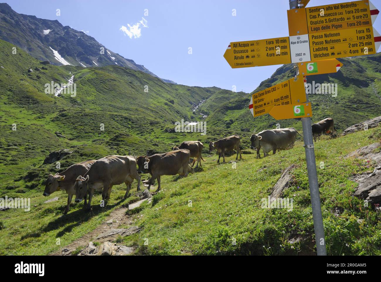 Sign post, cattle in background, Alpe di Cruina, Val Bedretto, Ticino ...
