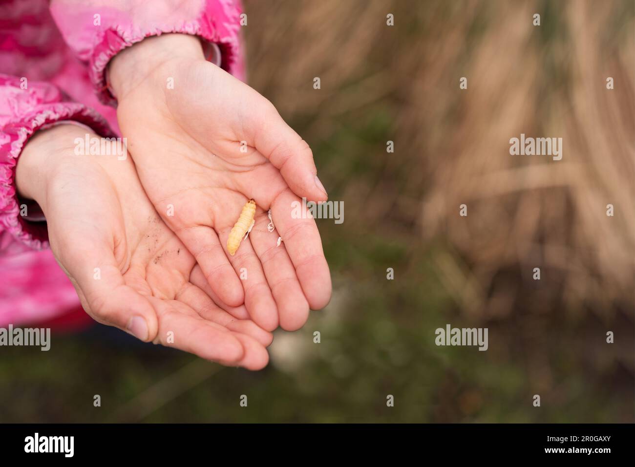 The girl's hands fearlessly hold a bee larva insect for fishing ...