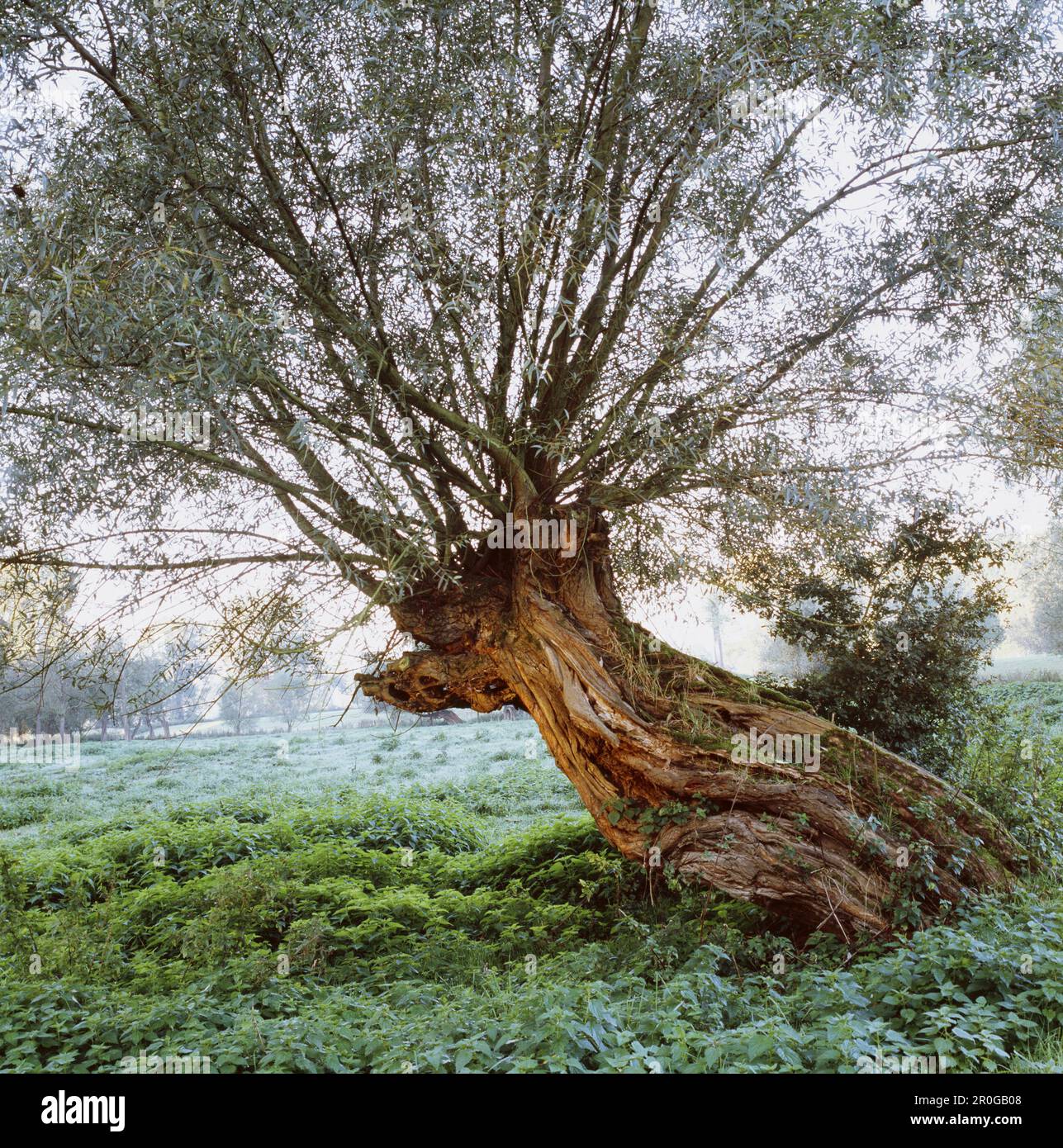 Pollard willow tree hi-res stock photography and images - Alamy