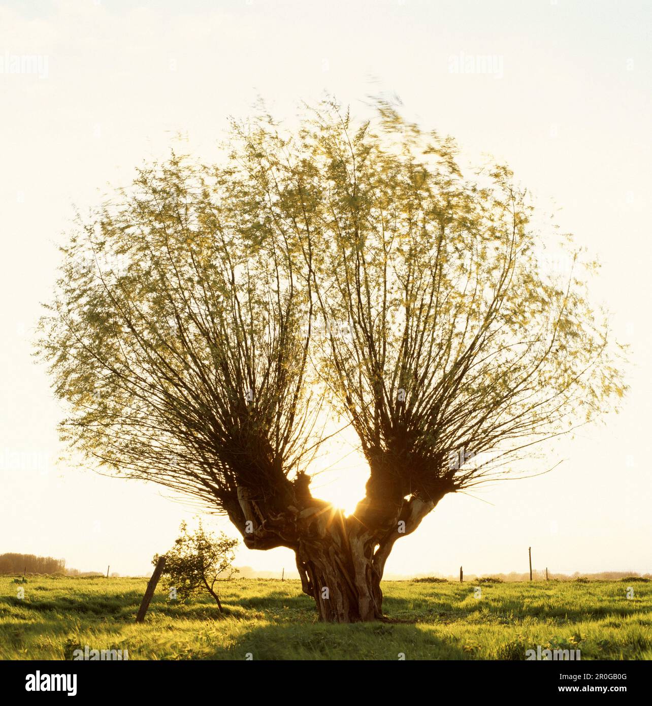 Pollard willow tree hi-res stock photography and images - Alamy