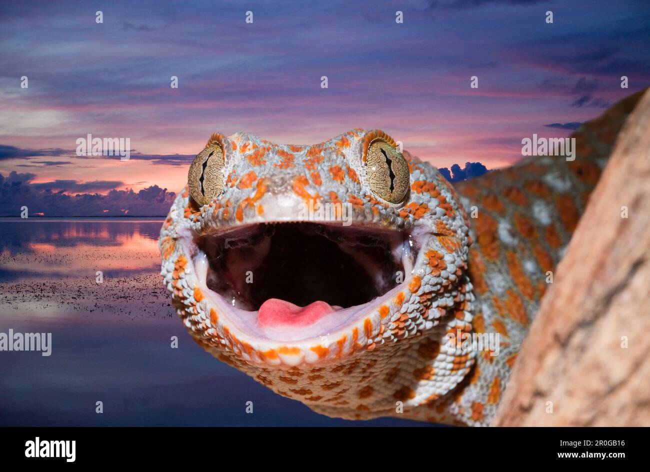 Tokay Gecko, Gekko gecko, Indonesia, West Papua, Misool Stock Photo - Alamy