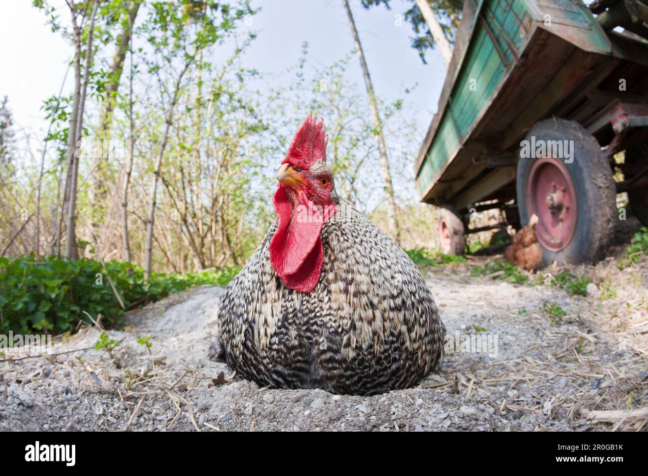 Cock, Rooster, Gallus gallus domesticus, Germany, Munich, Bavaria Stock ...