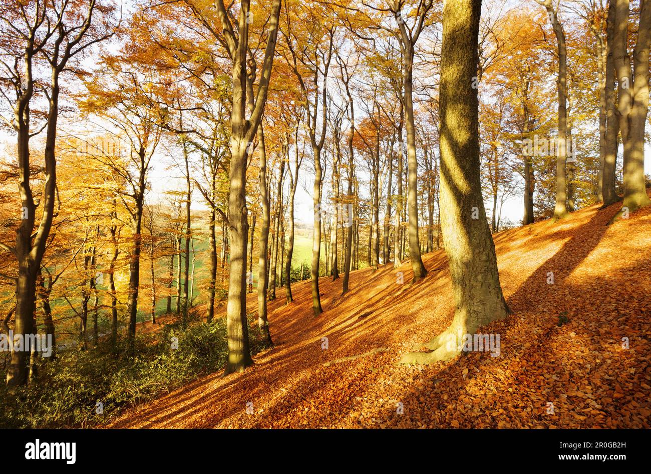 Grafenberg forest in autumn, Dusseldorf, North Rhine-Westphalia ...