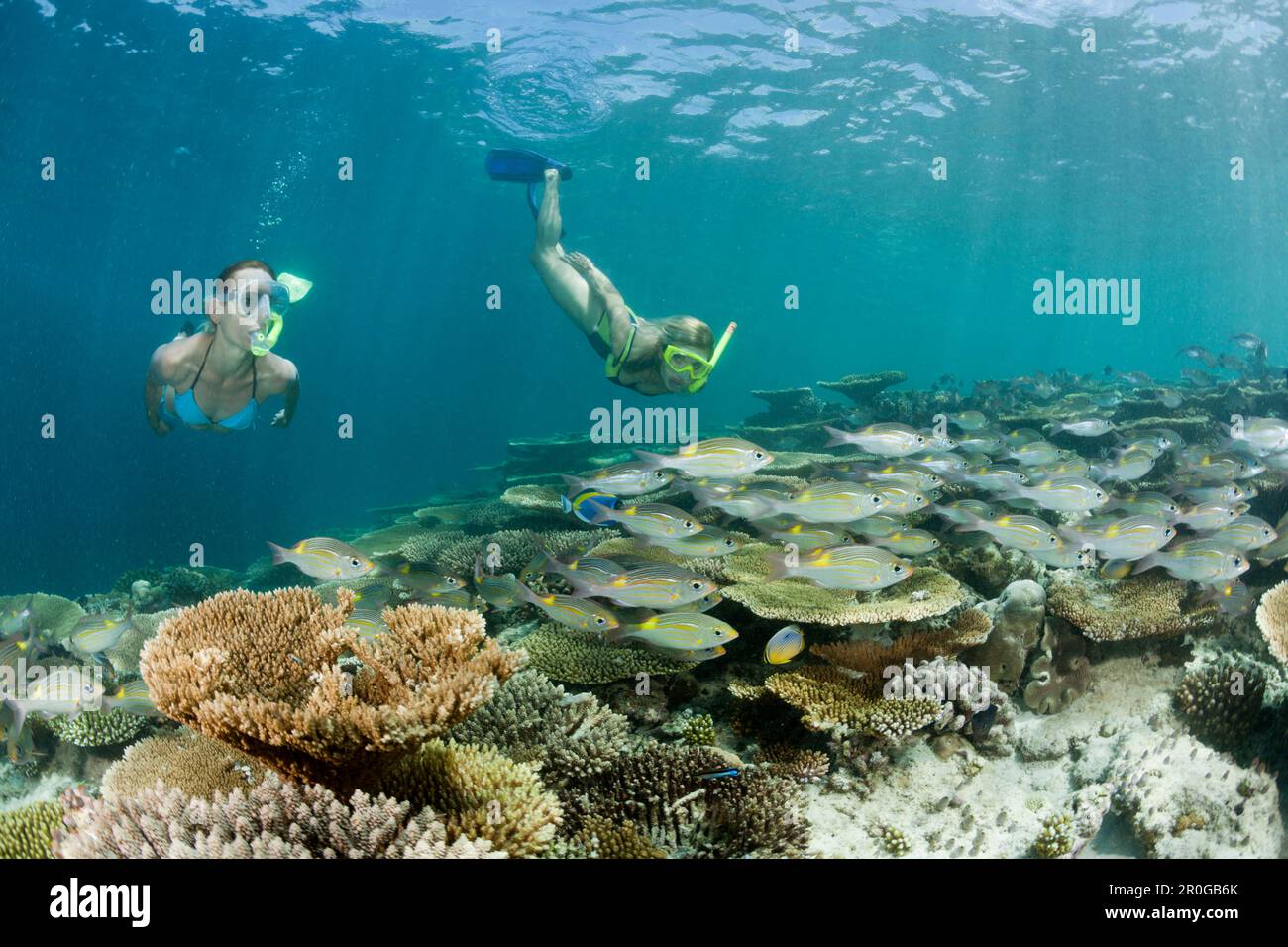 Two Women snorkel over Reef, Maldives, Ellaidhoo House Reef, North Ari ...