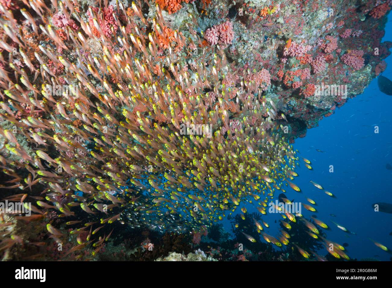 Pygmy Sweeper in Coral Reef, Parapriacanthus, Maldives, Ellaidhoo House ...
