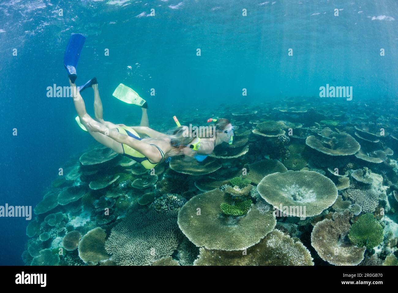 Two Women snorkel over Reef, Maldives, Ellaidhoo House Reef, North Ari ...