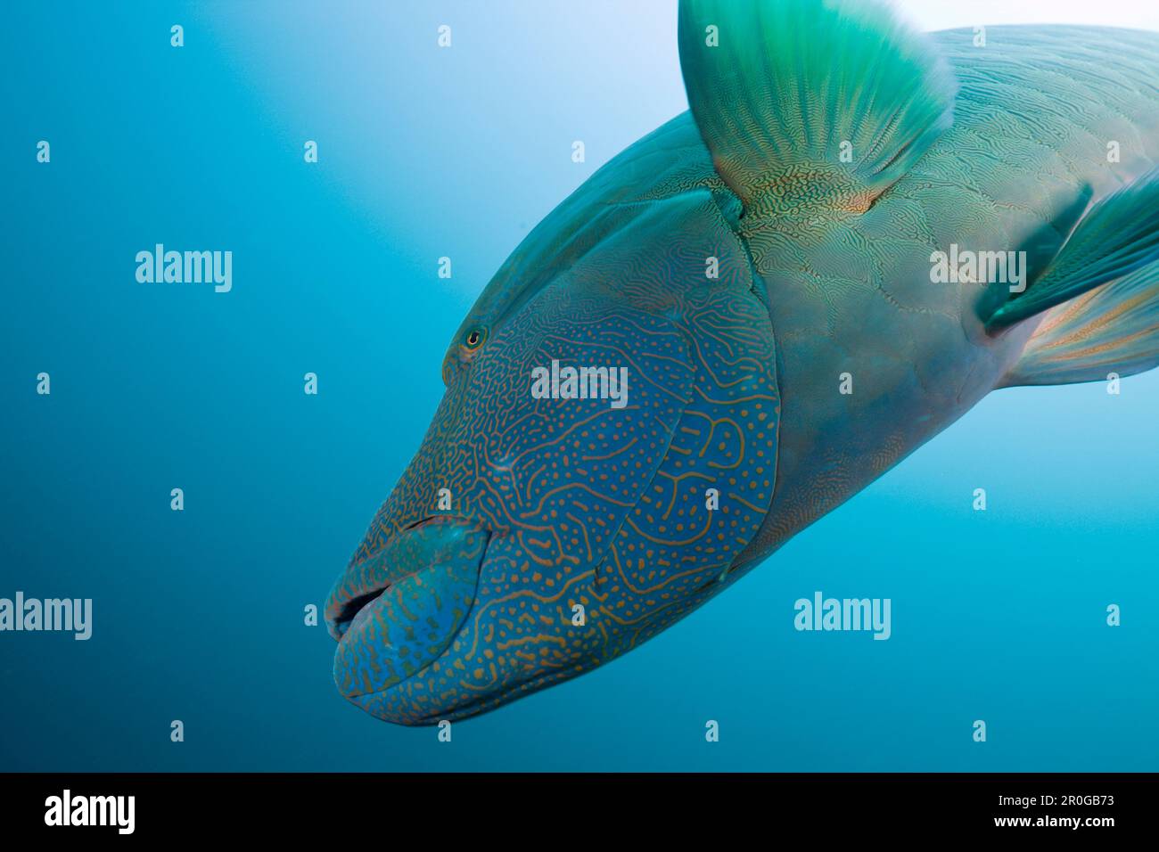 Napoleon Humpback Wrasse, Cheilinus undulatus, Maldives, Fishhead, North Ari Atoll Stock Photo ...