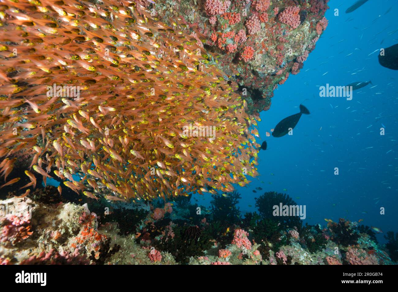 Schooling Pygmy Sweeper, Parapriacanthus, Maldives, Ellaidhoo House ...