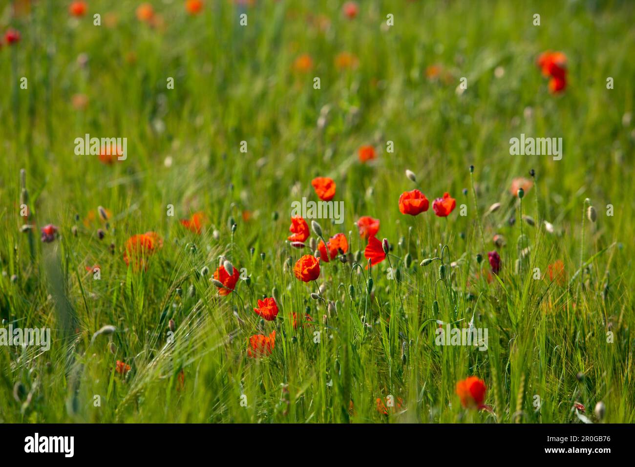 Red Poppy in Corn Field, Papaver rhoeas, Germany, Munich, Bavaria Stock ...