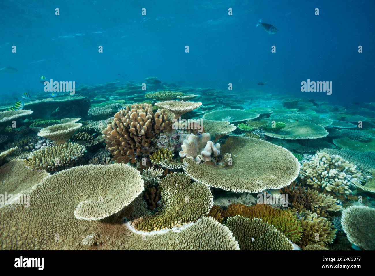 Table Corals on Reef Top, Acropora sp., Maldives, Ellaidhoo House Reef ...