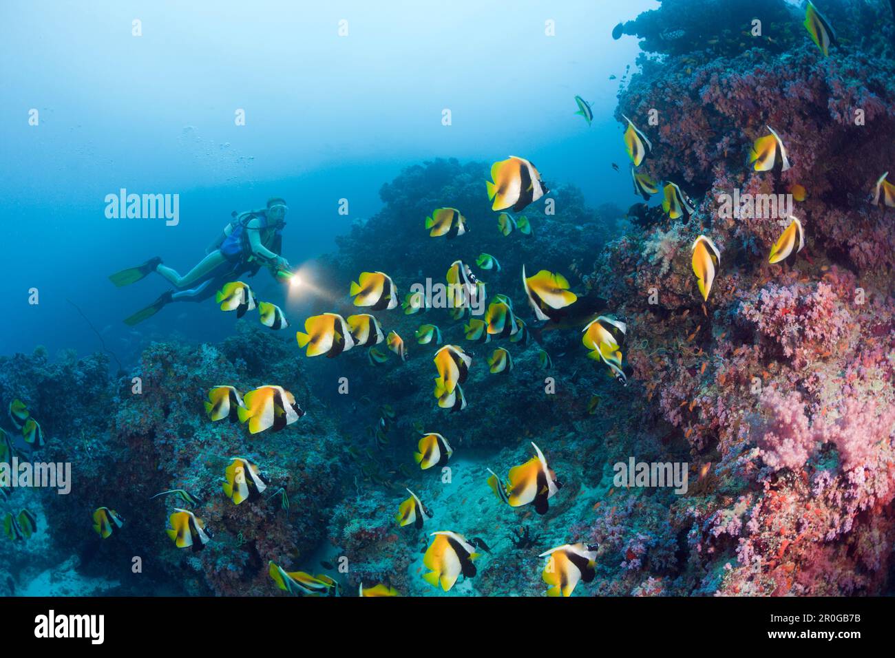 Masked Bannerfish and Diver, Heniochus monoceros, Maldives, Himendhoo ...