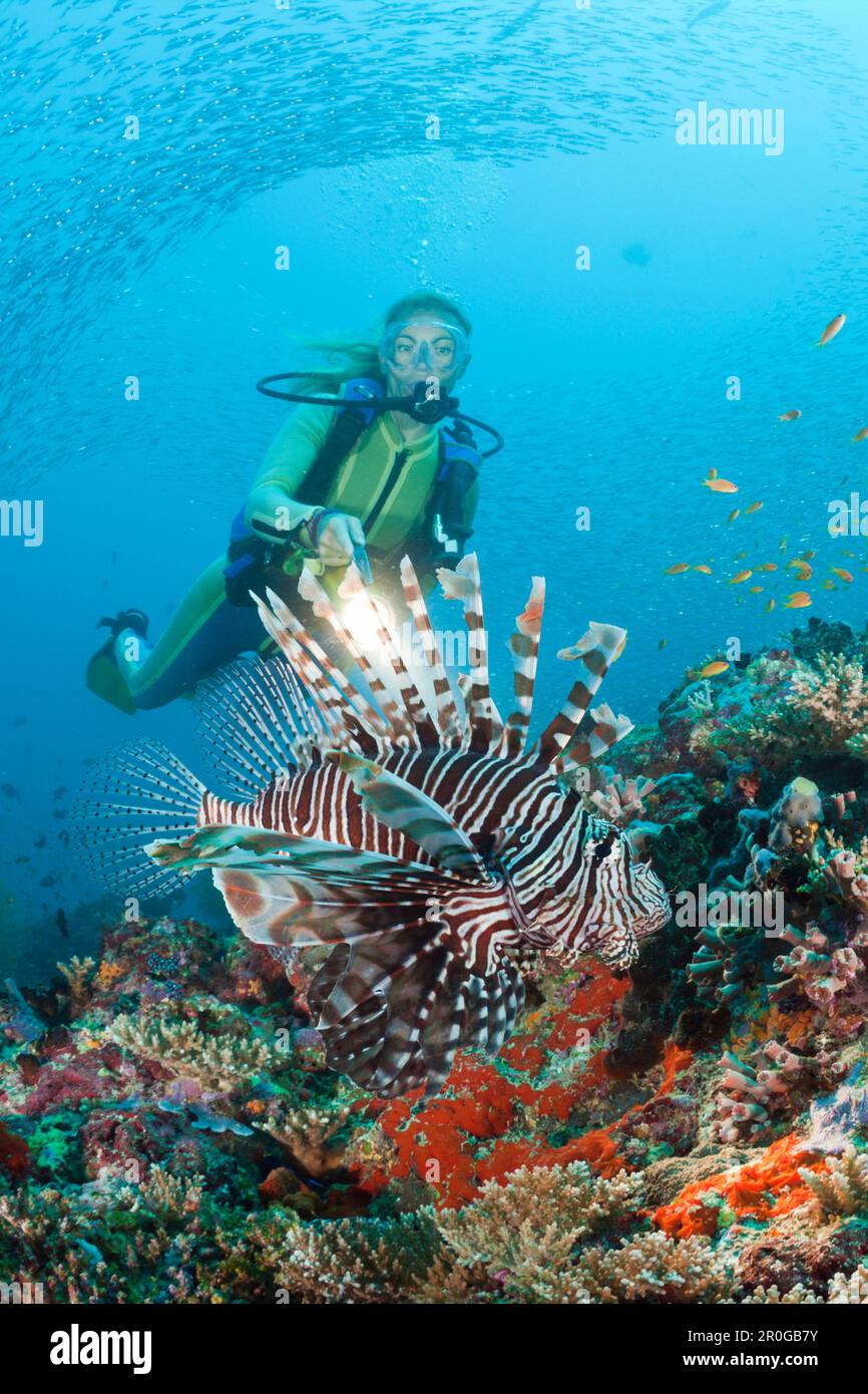 Diver and Lionfish, Pterois miles, Maldives, Maya Thila, North Ari ...