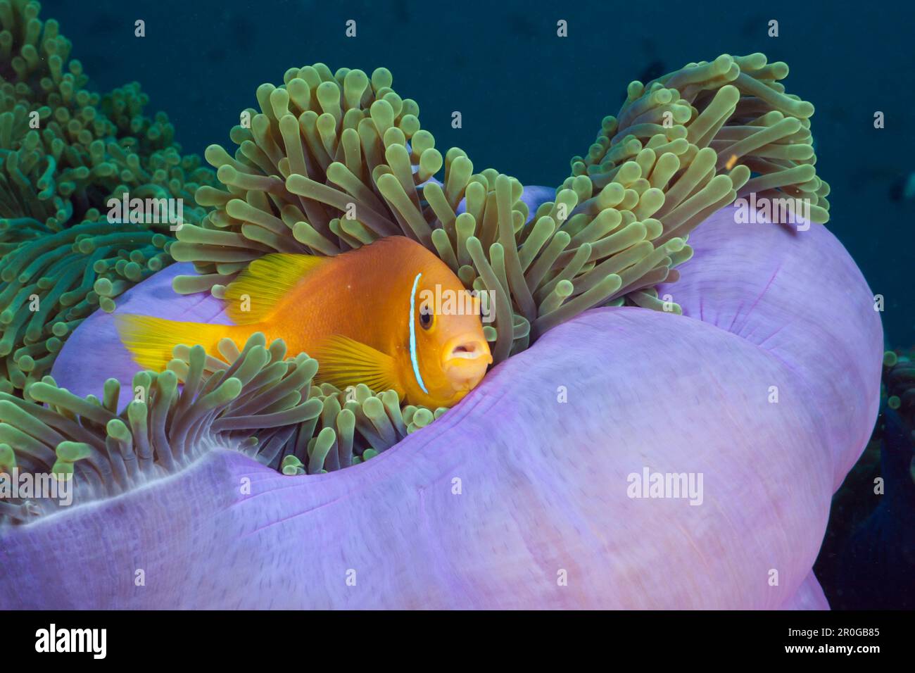 Maldives Anemonefish in Magnificent Anemone, Amphiprion nigripes ...
