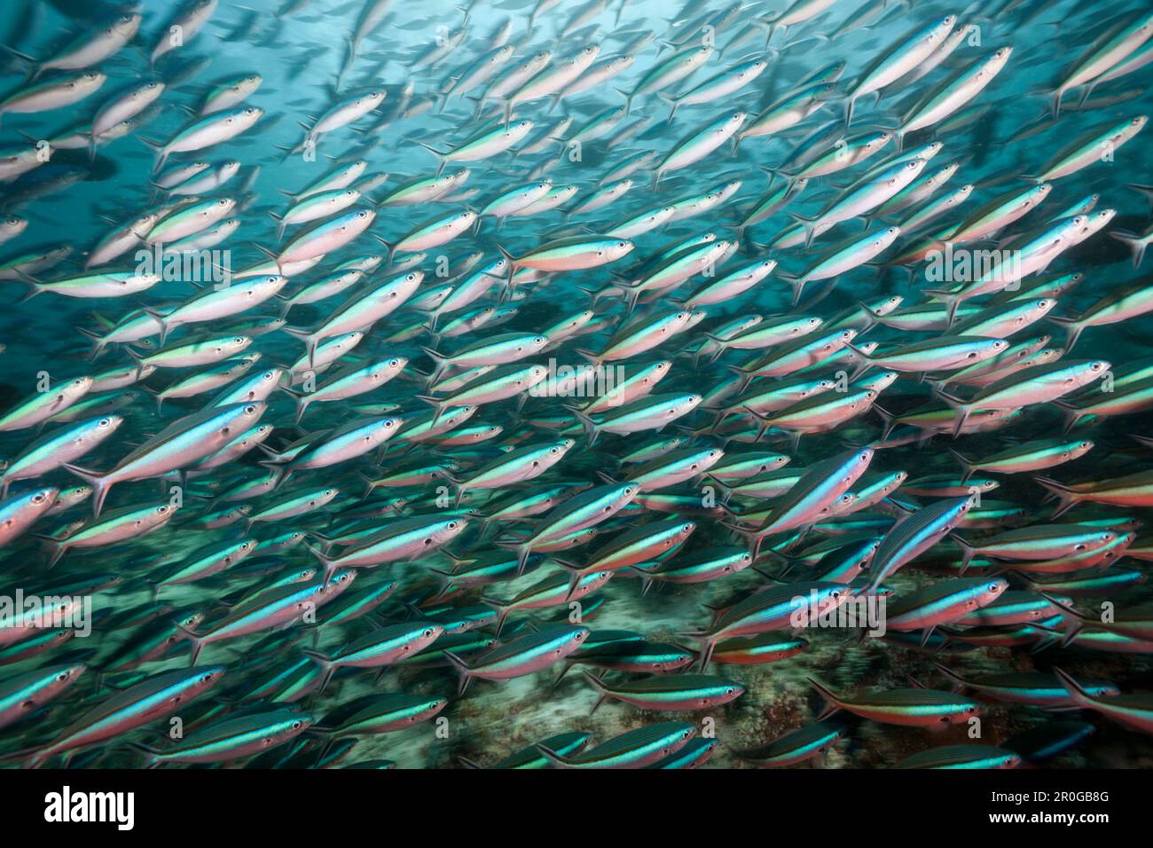 Neon Fusilier, Pterocaesio tile, Maldives, Himendhoo Thila, North Ari ...