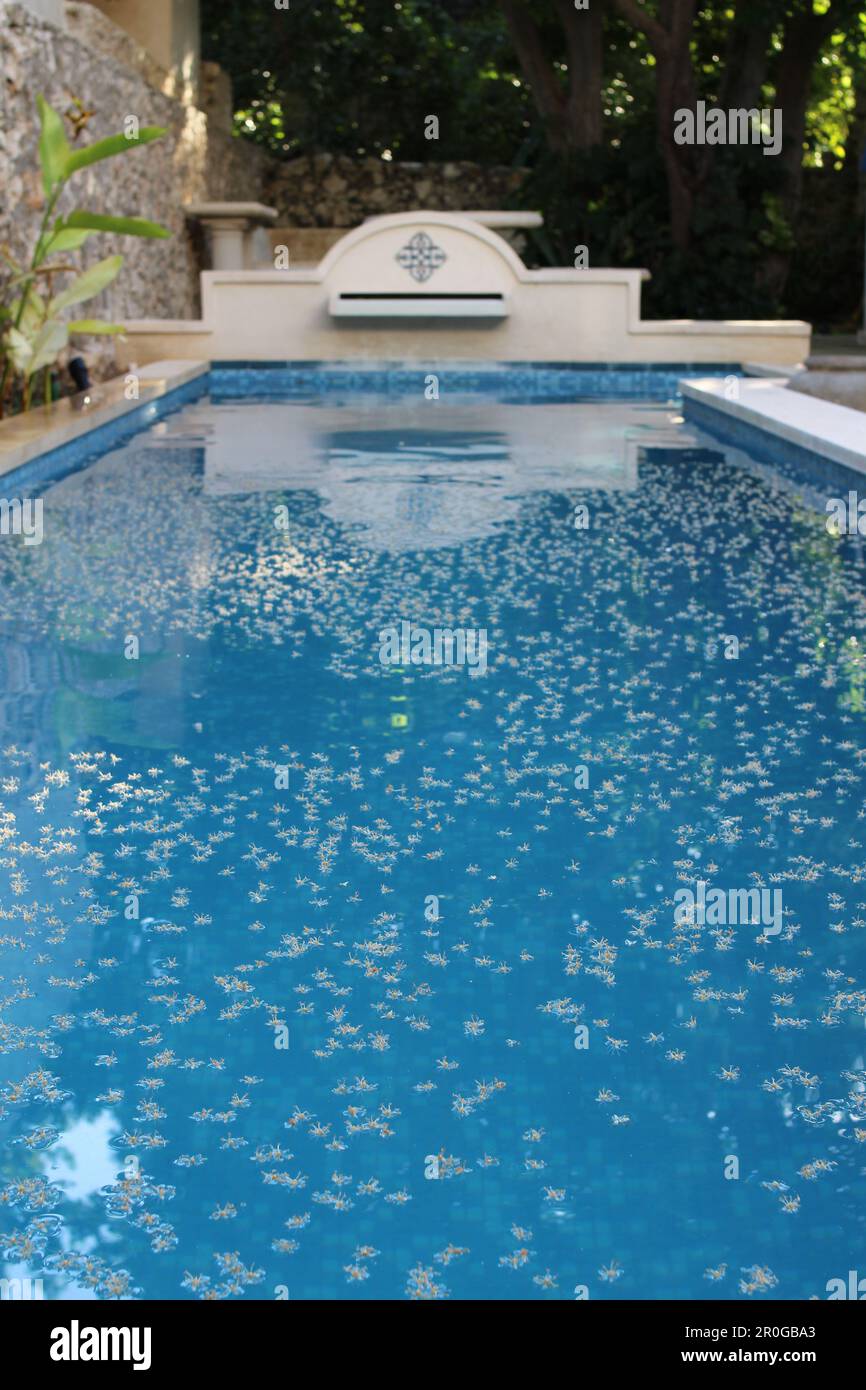 MERIDA, MEXICO - OCTOBER 30, 2016 tree blossom floating on the surface ...