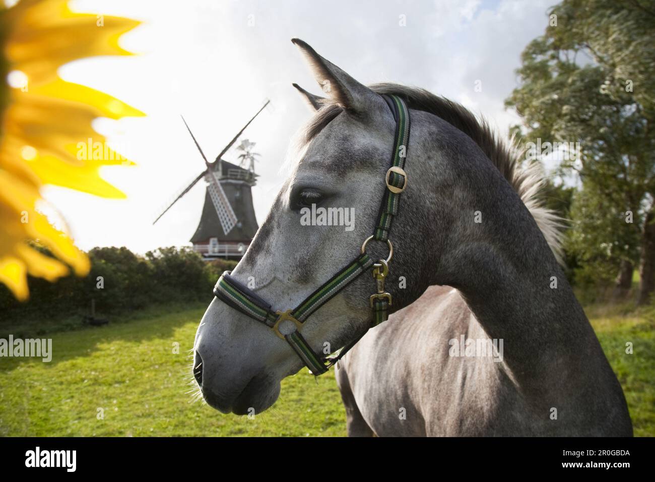 Horse on pasture, windmill in background, Oldsum, Foehr island ...