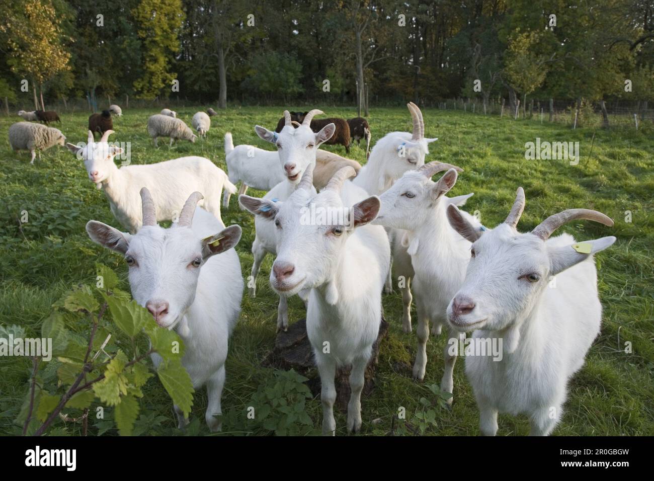 Herd of goats, Adolphshof manor, Haemelerwald, Lower Saxony, Germany ...