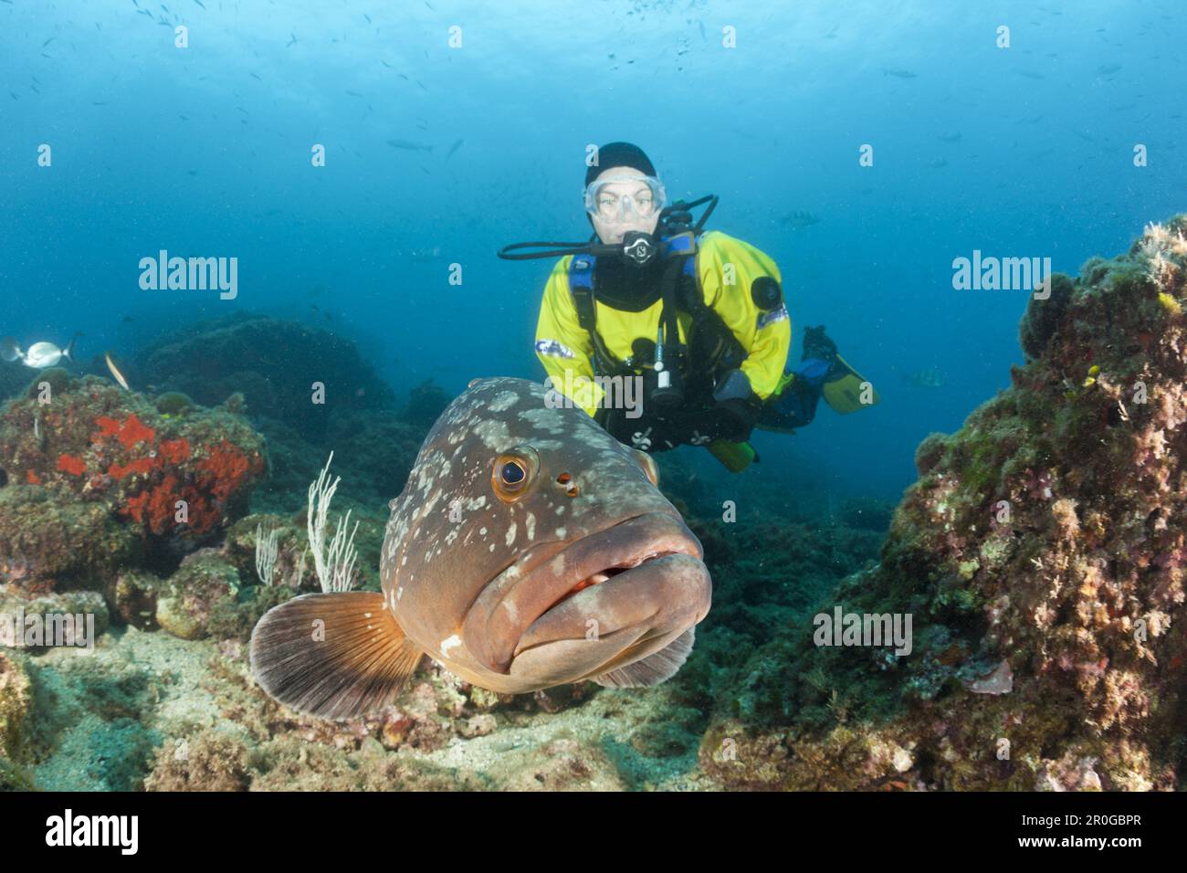 Scuba Diver and Dusky Grouper, Epinephelus marginatus, Les Ferranelles ...